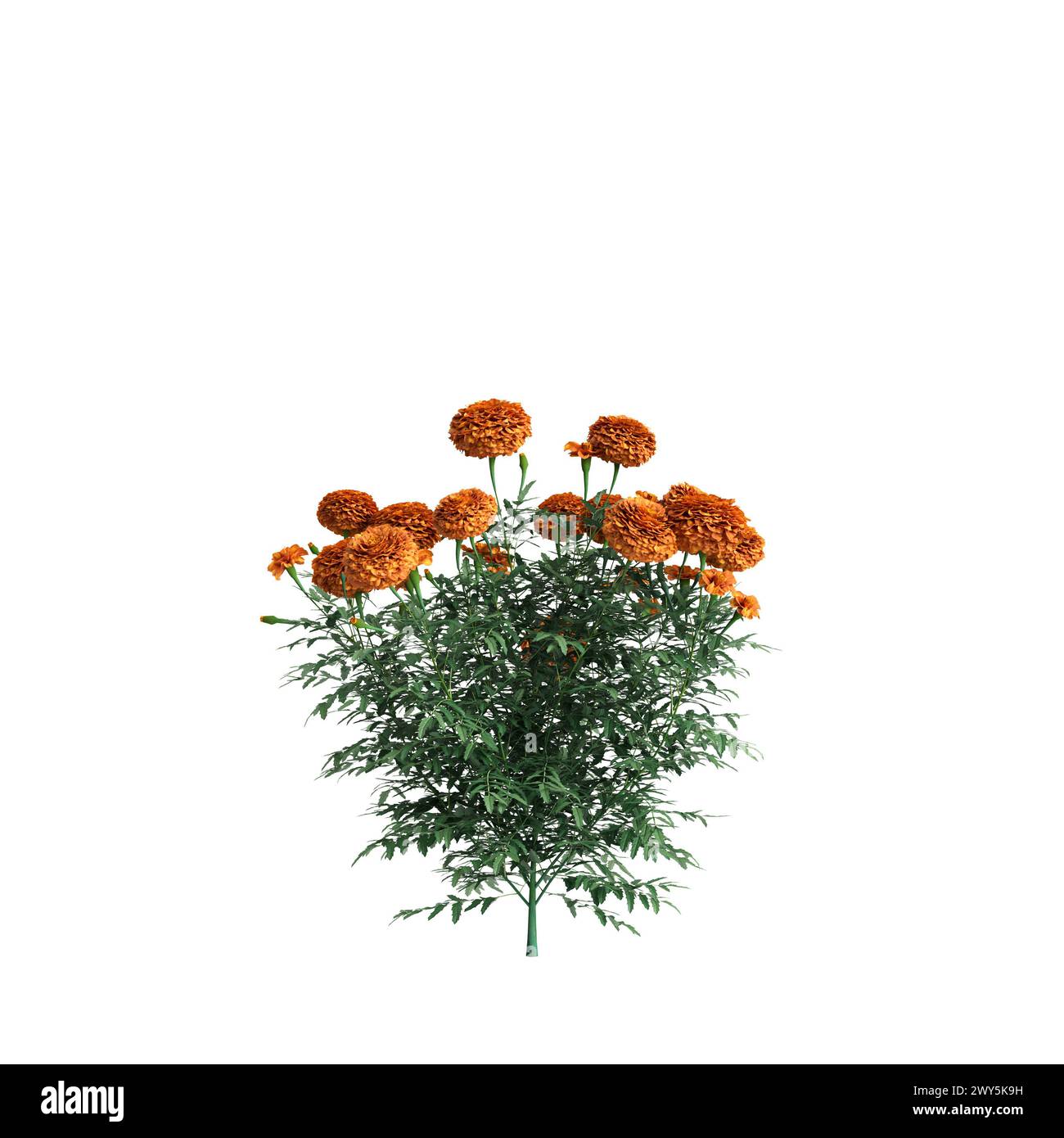 3d illustration of Tagetes erecta bush isolated on white background ...