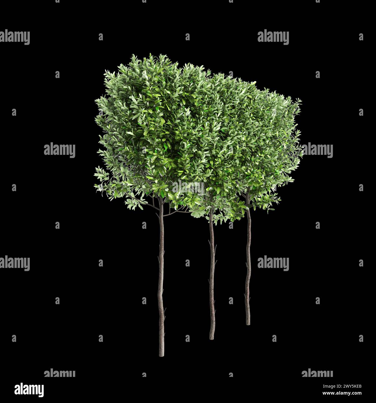3d illustration of Laurus nobilis treeline isolated on black background ...