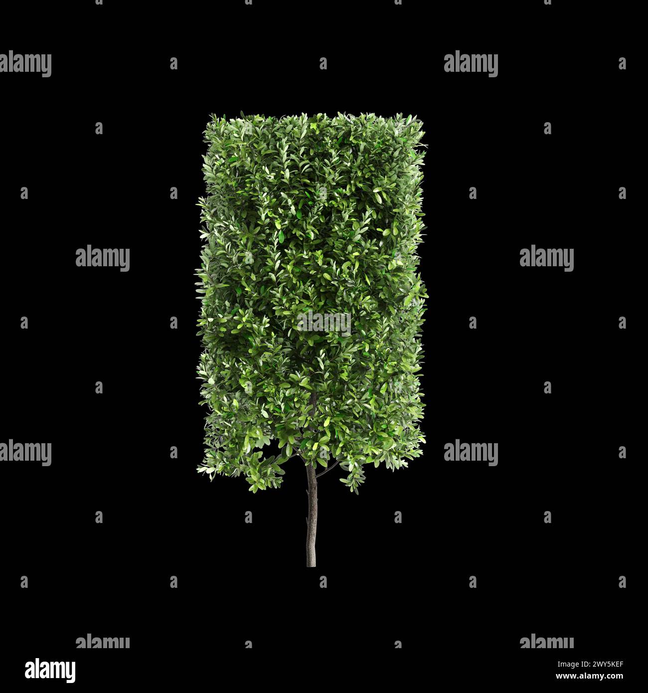 Laurus nobilis hedge hi-res stock photography and images - Alamy