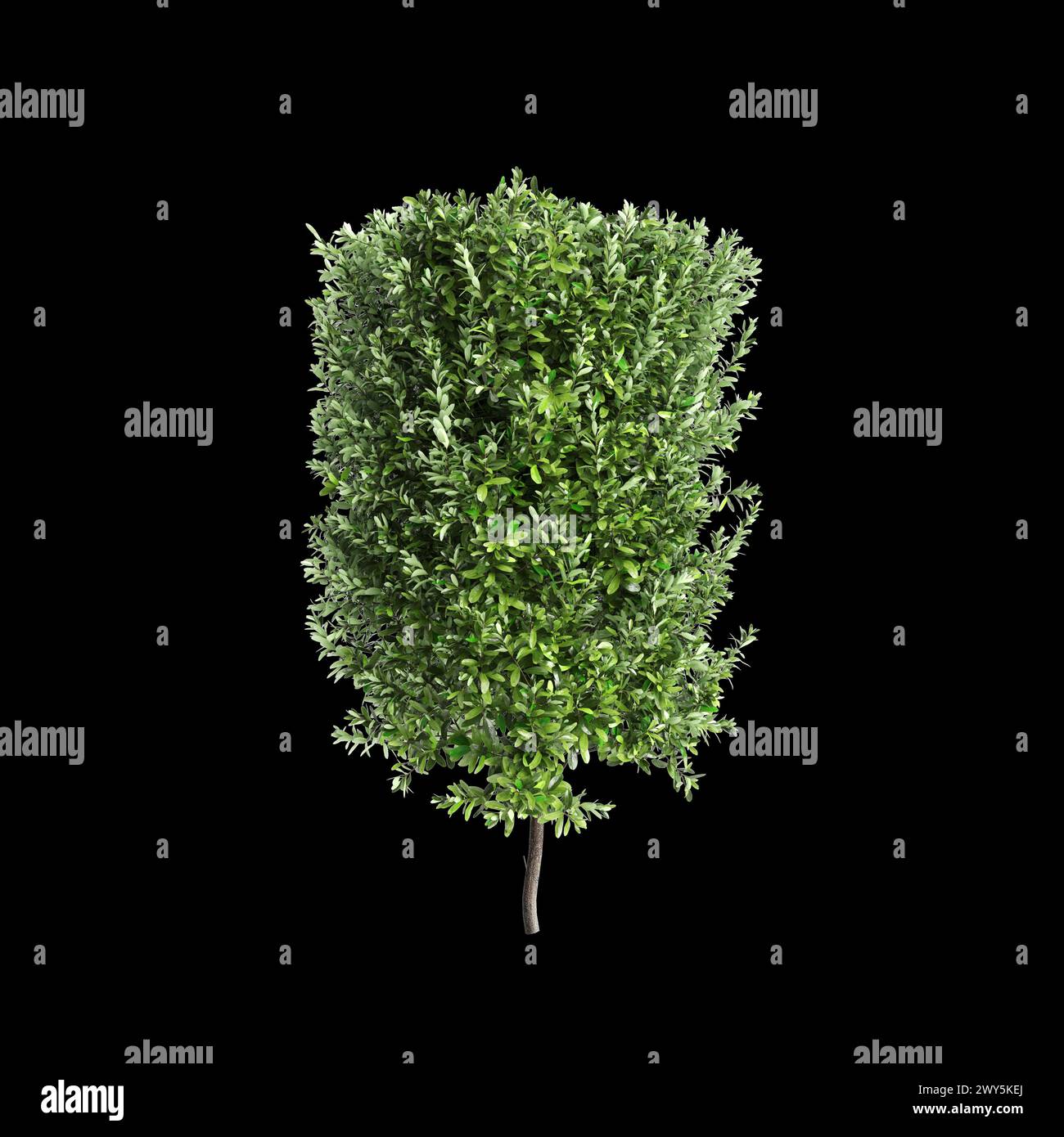 Laurus nobilis hedge hi-res stock photography and images - Alamy