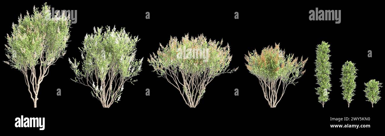 3d illustration of set Lawsonia inermis tree isolated on black ...