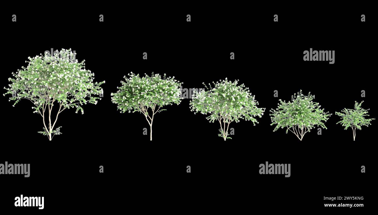 3d illustration of set Nyctanthes arbor tristis tree isolated on black ...