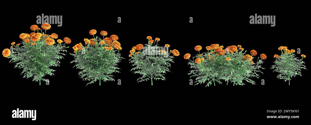 3d illustration of set Tagetes erecta bush isolated on white background ...