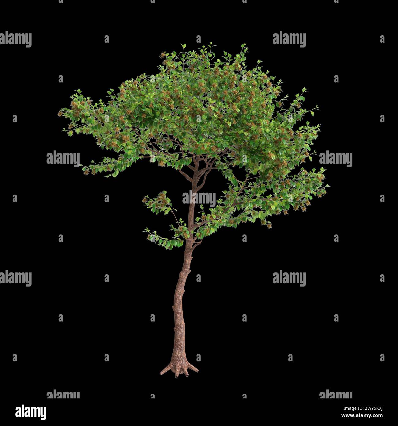3d illustration of Neolamarckia cadamba tree isolated on black ...