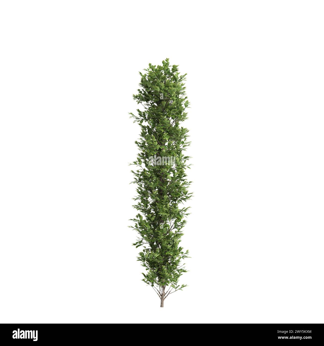 3d illustration of Lawsonia inermis tree isolated on white background ...