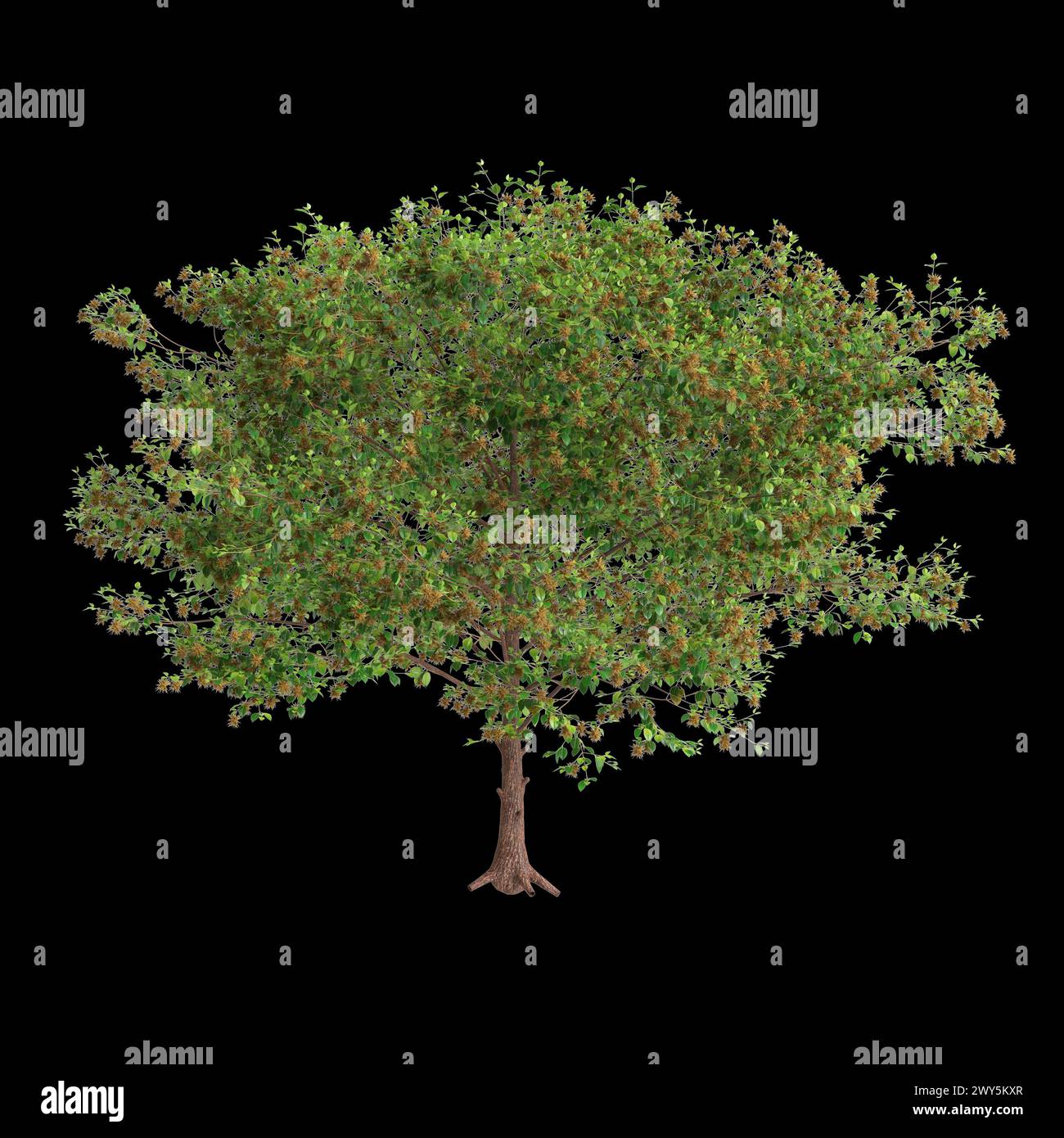 3d illustration of Neolamarckia cadamba tree isolated on black ...