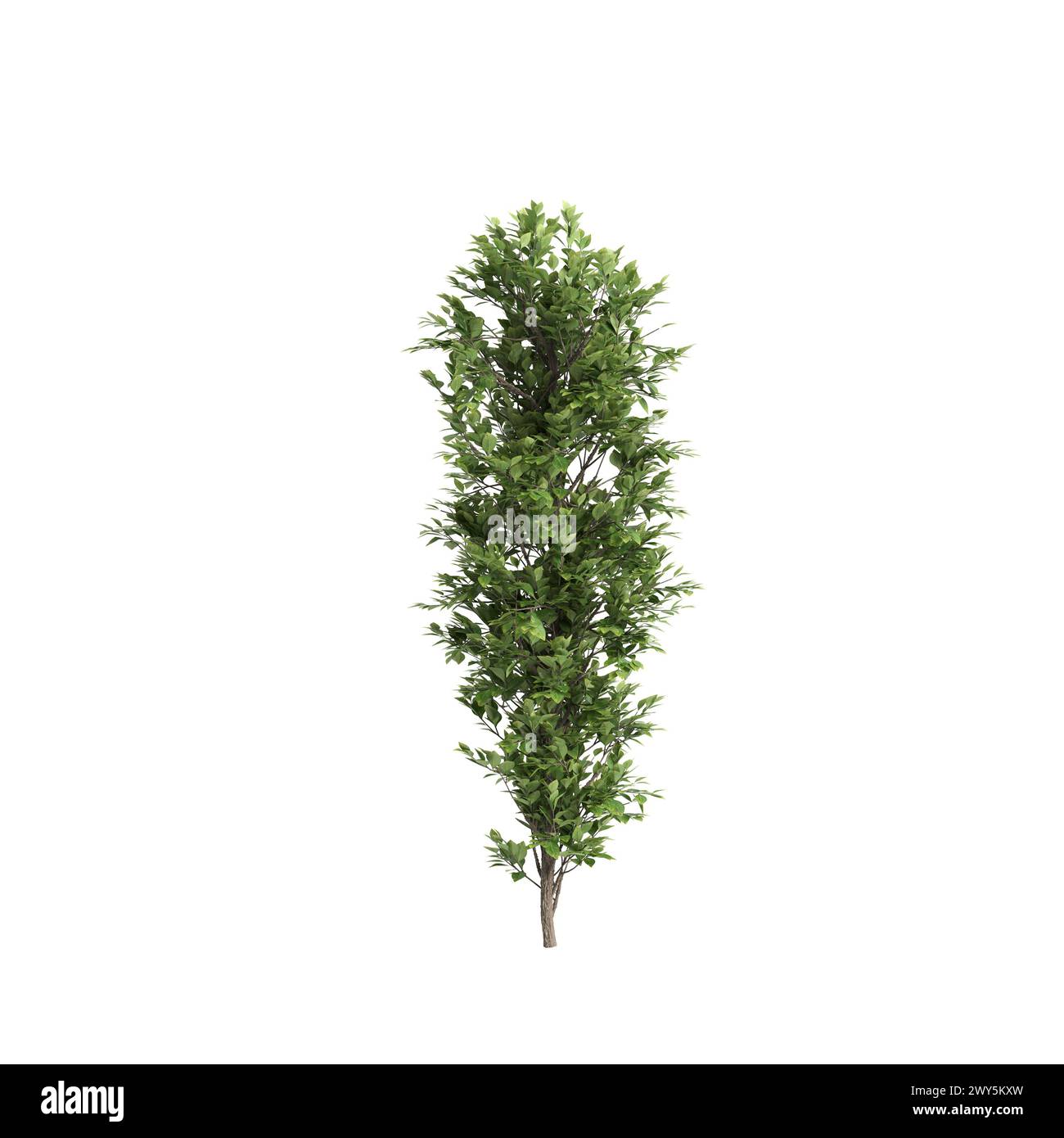 3d illustration of Lawsonia inermis tree isolated on white background ...
