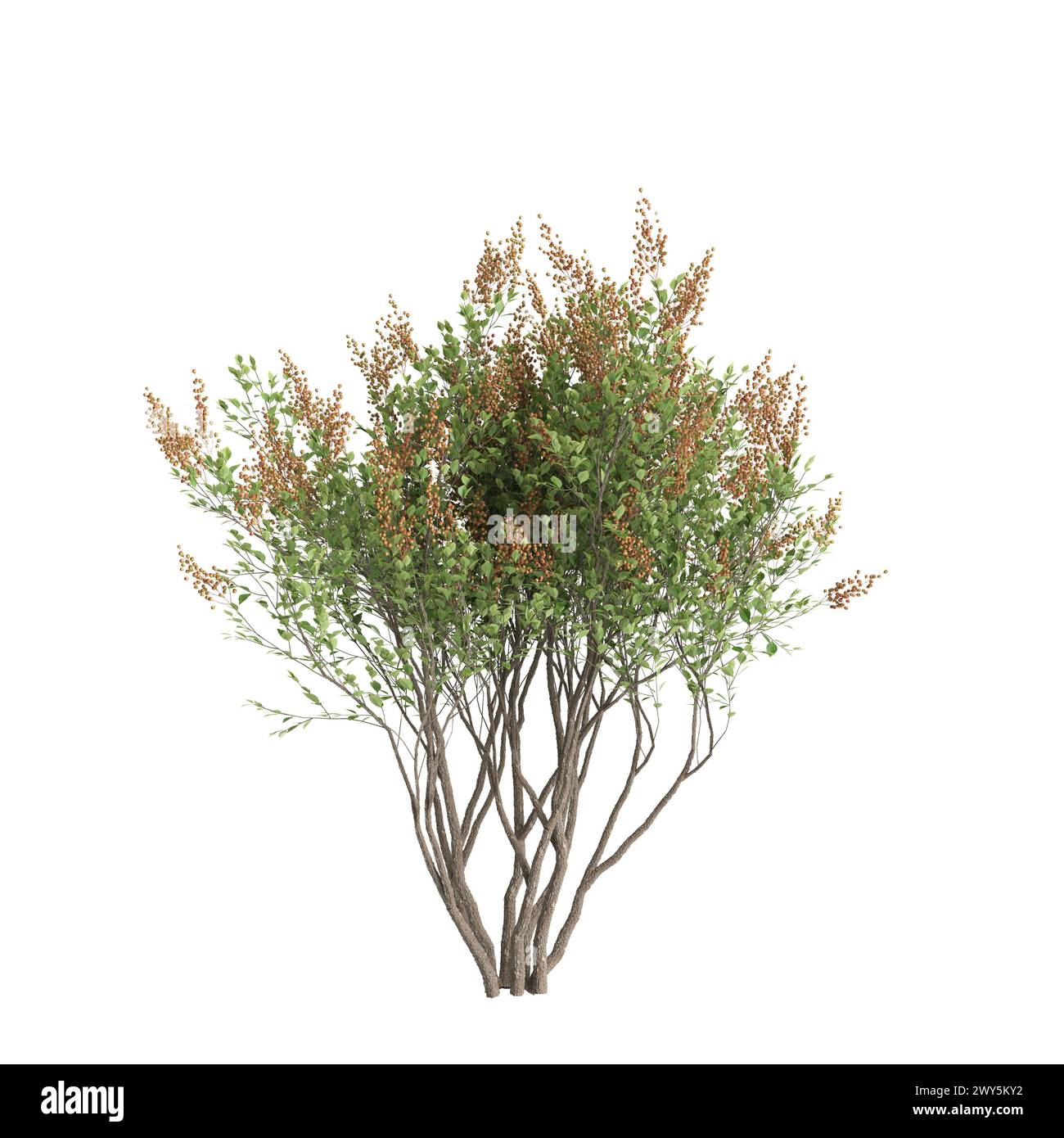 3d illustration of Lawsonia inermis tree isolated on white background ...