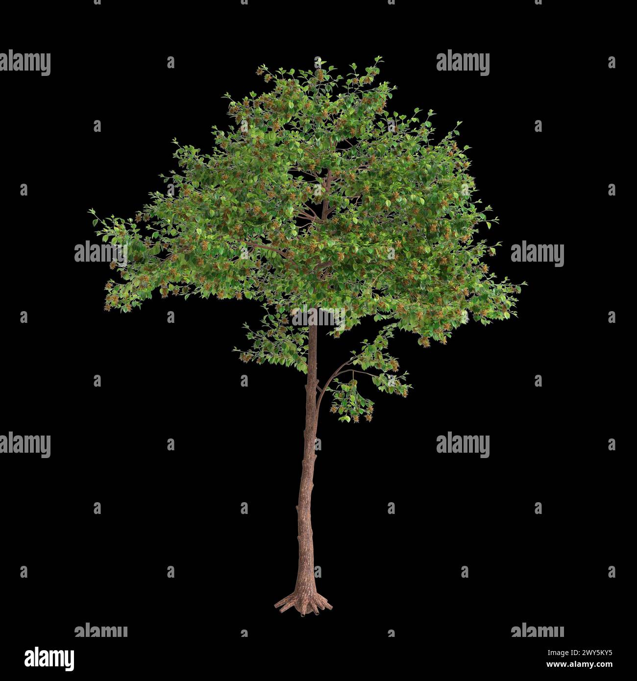 3d illustration of Neolamarckia cadamba tree isolated on black ...