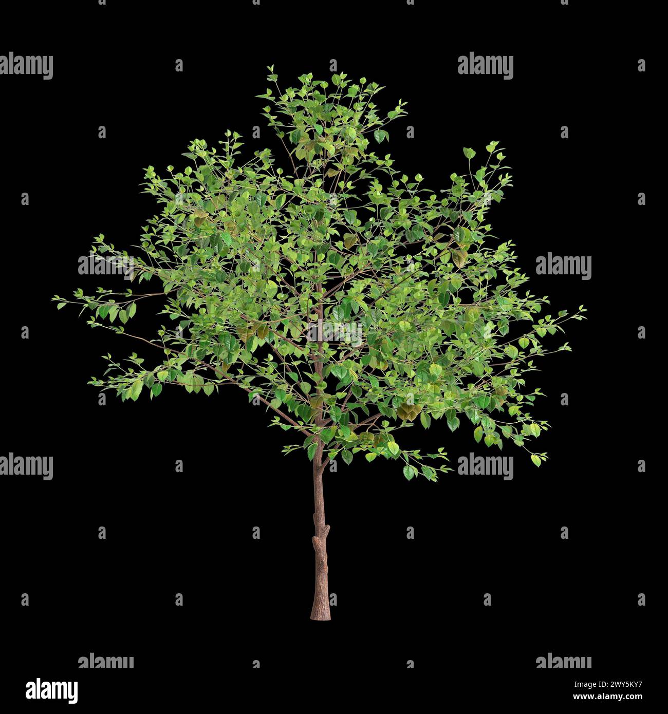 3d illustration of Neolamarckia cadamba tree isolated on black ...