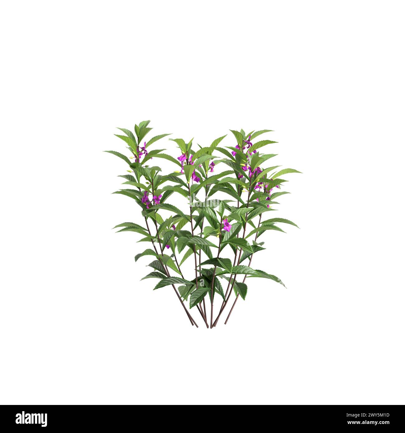 3d illustration of Impatiens balsamina bush isolated on white ...