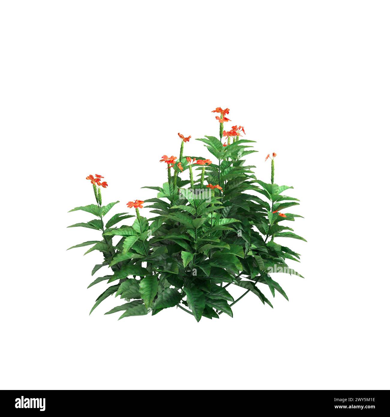 3d illustration of Crossandra infundibuliformis bush isolated on white ...