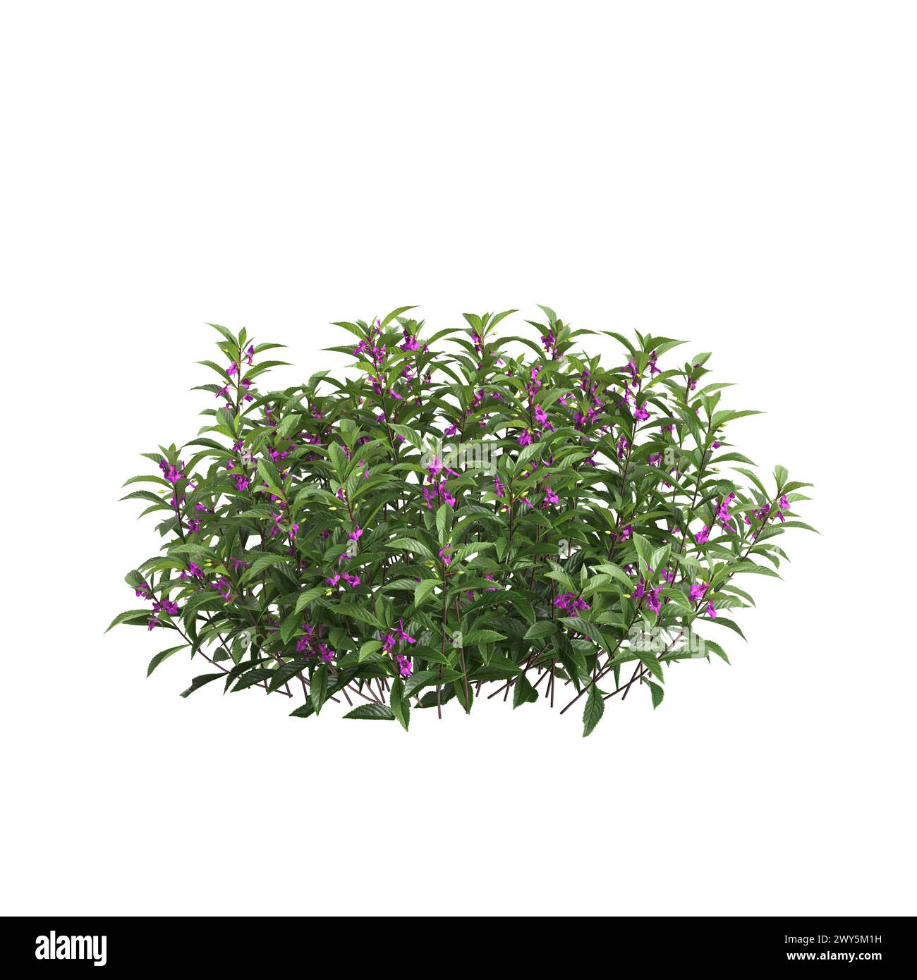 3d illustration of Impatiens balsamina bush isolated on white ...