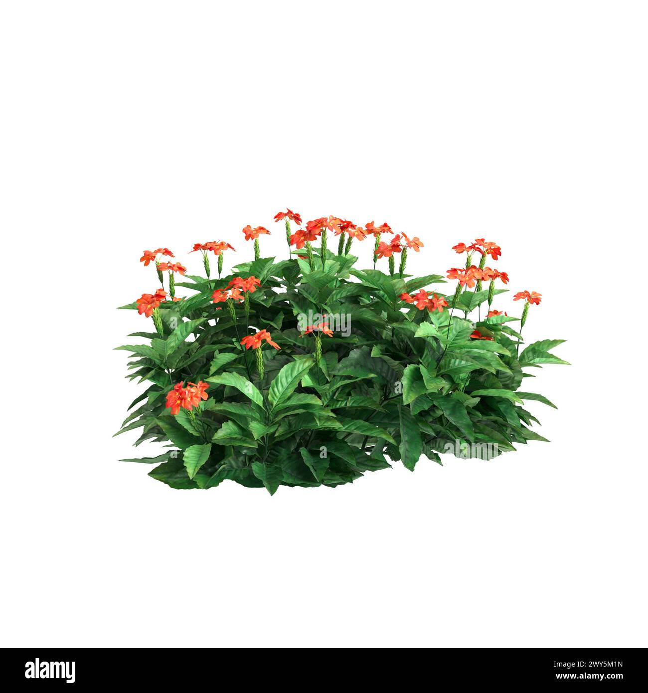3d illustration of Crossandra infundibuliformis bush isolated on white ...