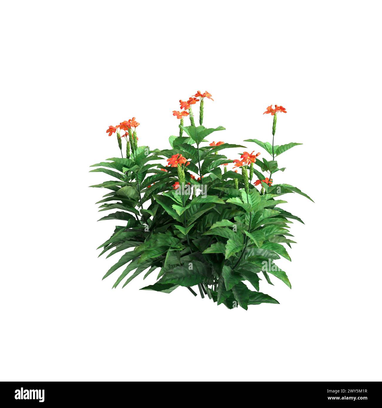 3d illustration of Crossandra infundibuliformis bush isolated on white ...