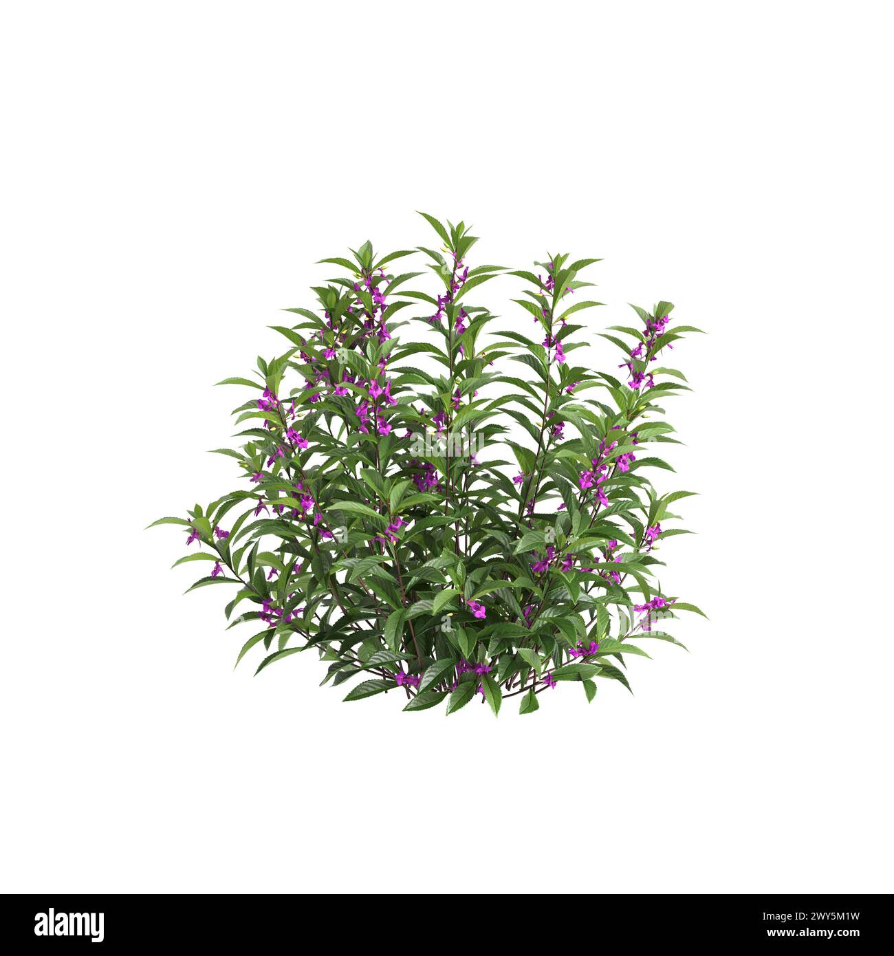 3d illustration of Impatiens balsamina bush isolated on white ...