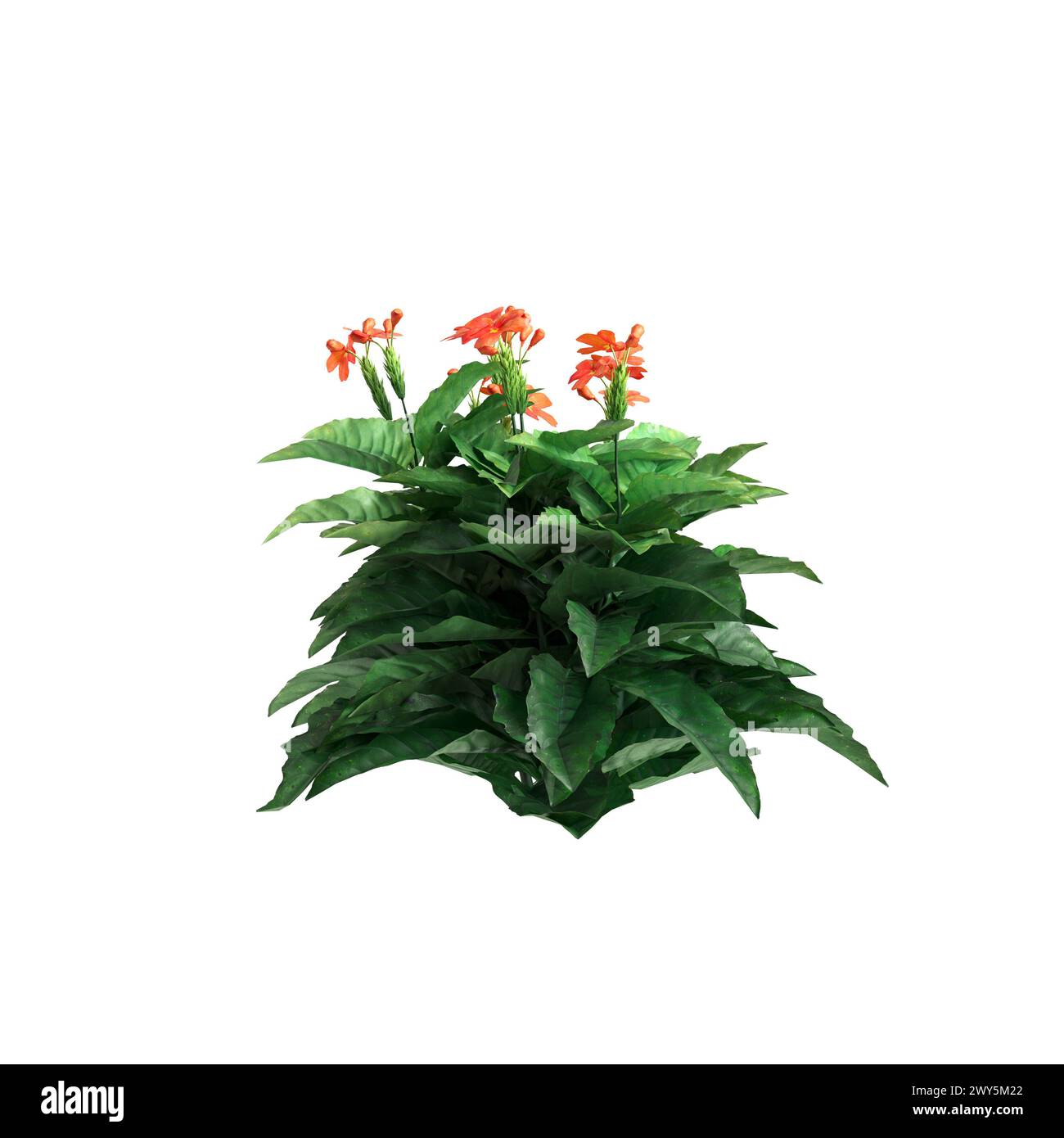 3d illustration of Crossandra infundibuliformis bush isolated on white ...
