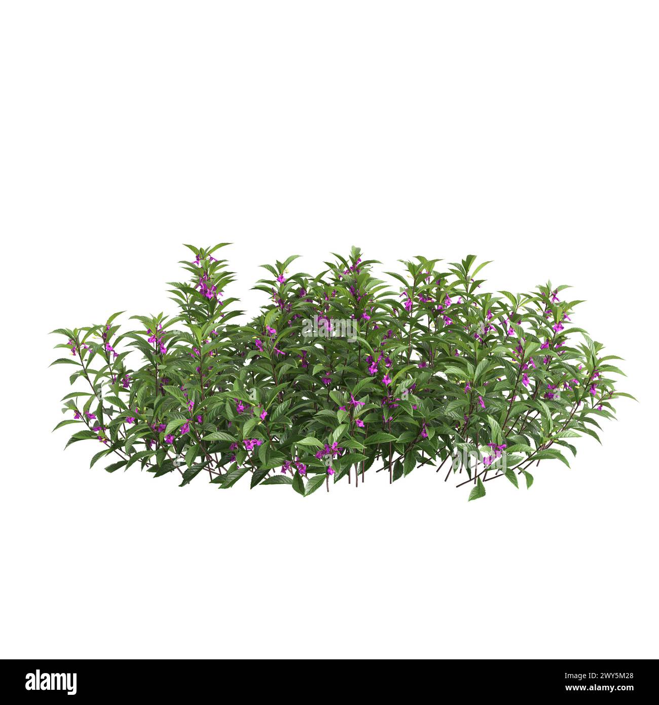 3d illustration of Impatiens balsamina bush isolated on white ...