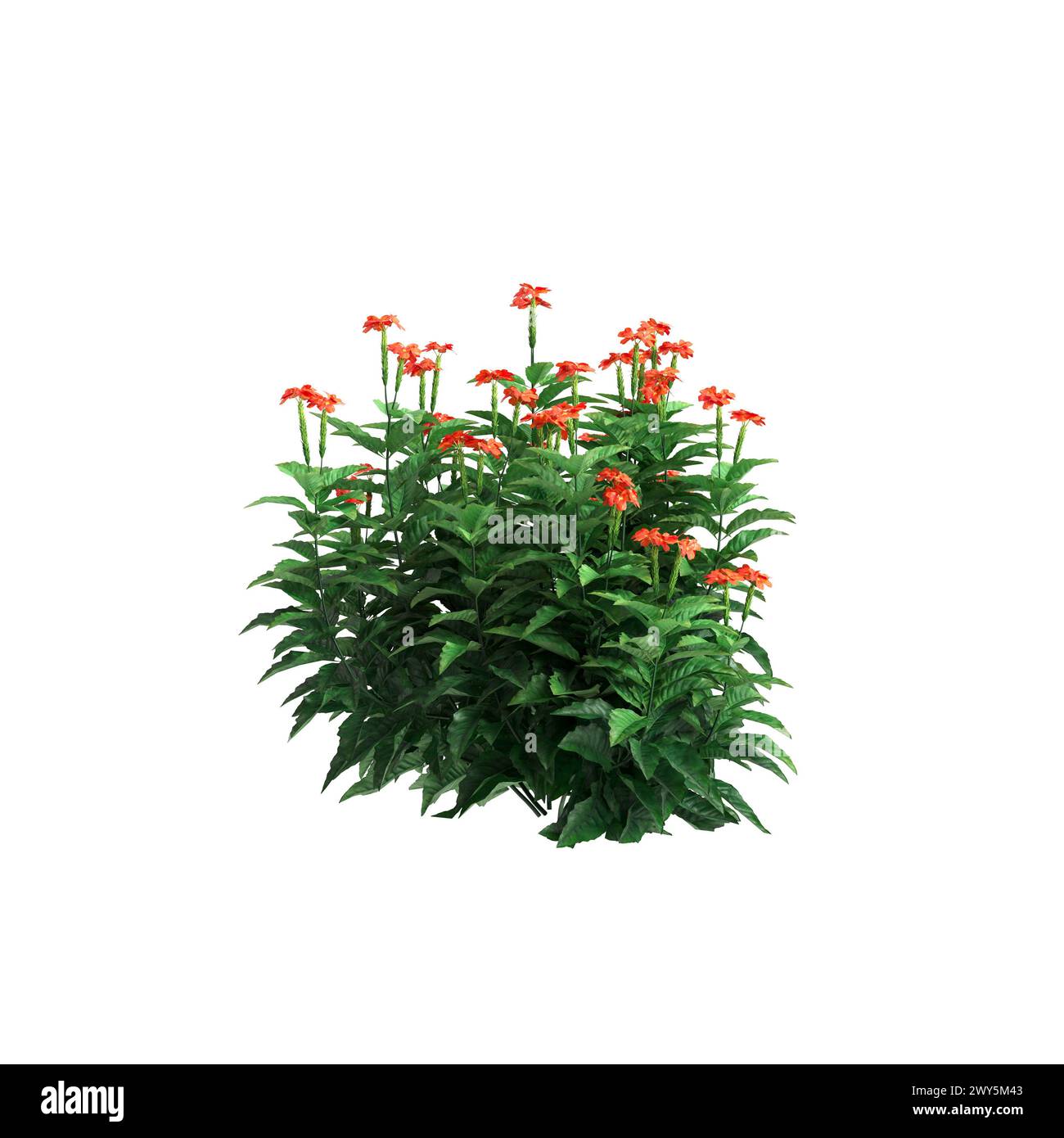 3d illustration of Crossandra infundibuliformis bush isolated on white ...