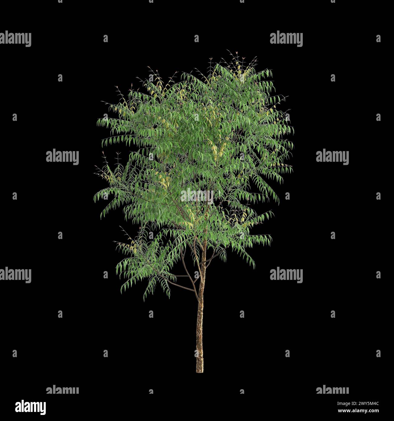 3d illustration of Azadirachta indica tree isolated on black background ...
