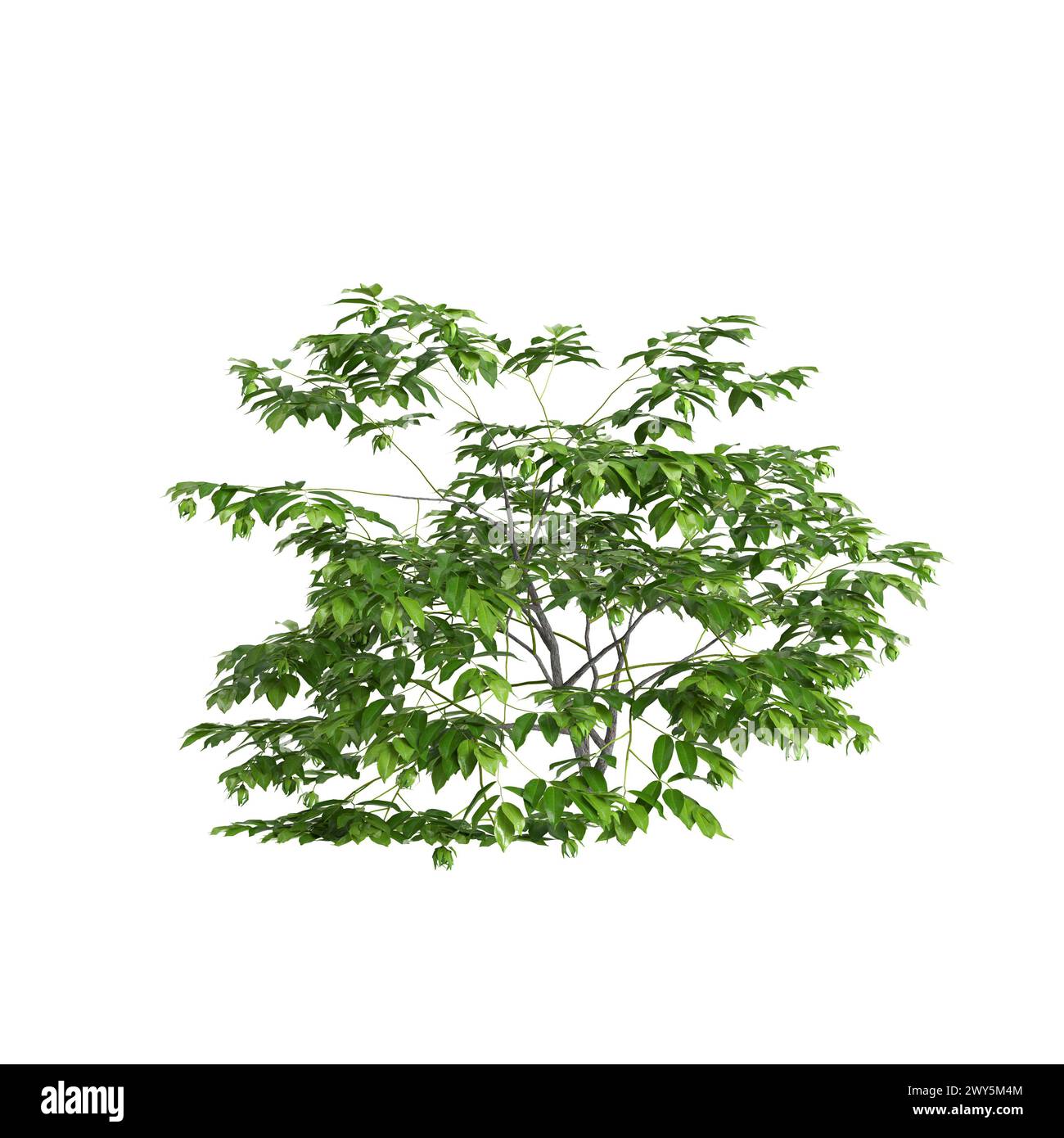 3d illustration of set Saraca asoca tree isolated on black background ...