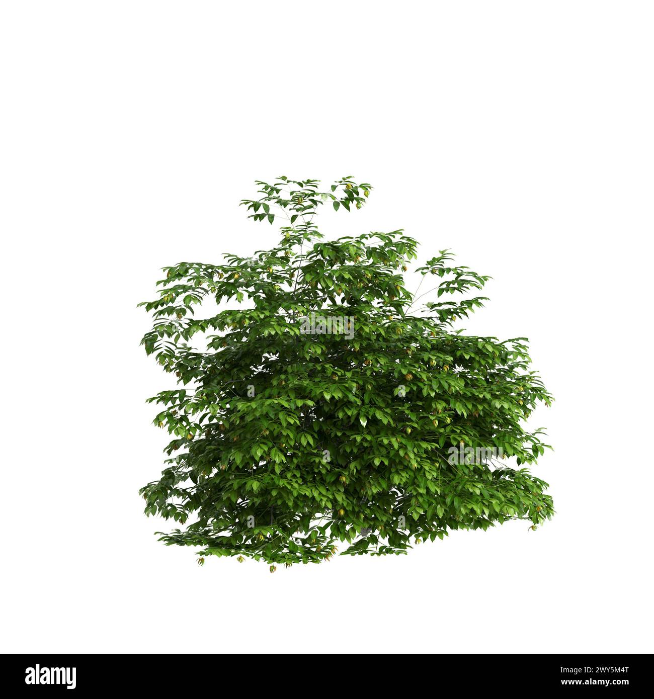 3d illustration of set Saraca asoca tree isolated on black background ...