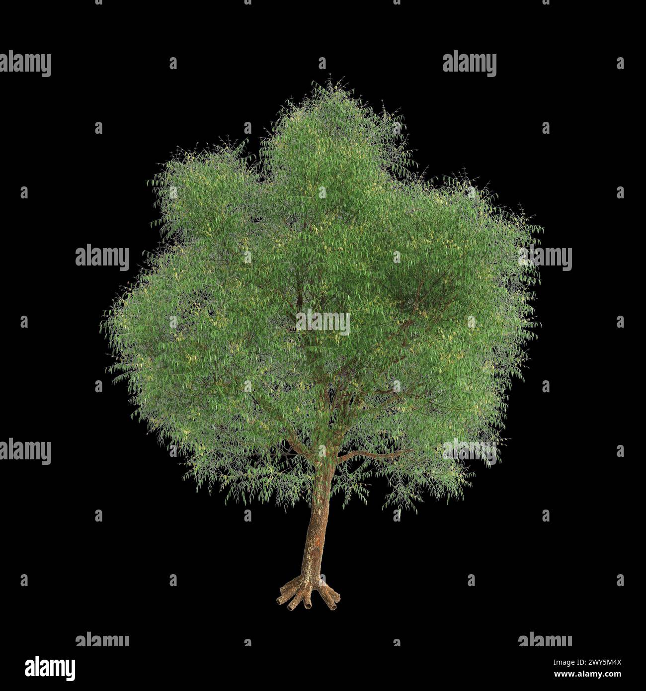 3d illustration of Azadirachta indica tree isolated on black background ...