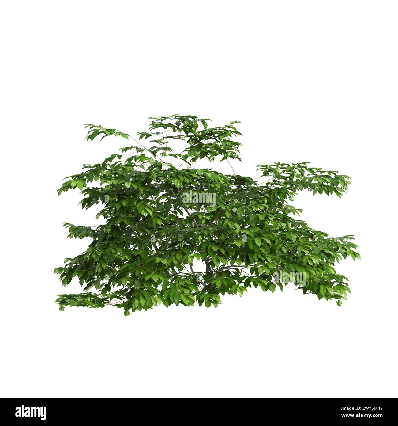 3d illustration of set Saraca asoca tree isolated on black background ...