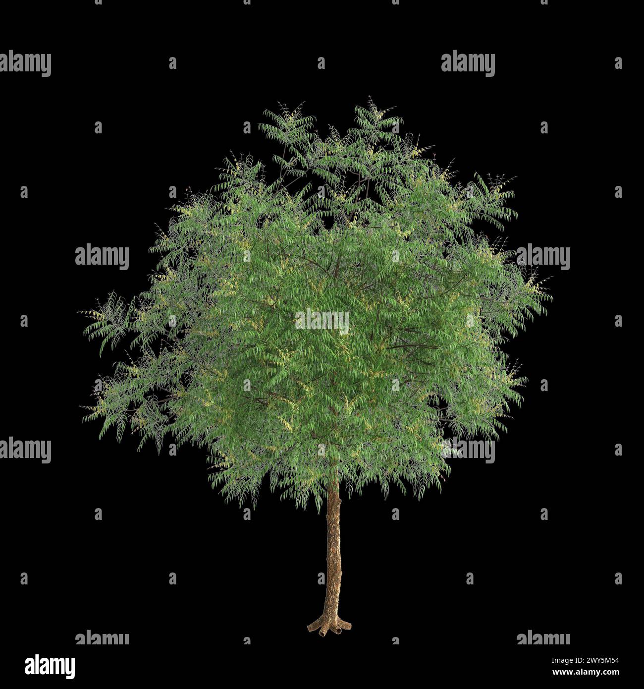 3d illustration of Azadirachta indica tree isolated on black background ...