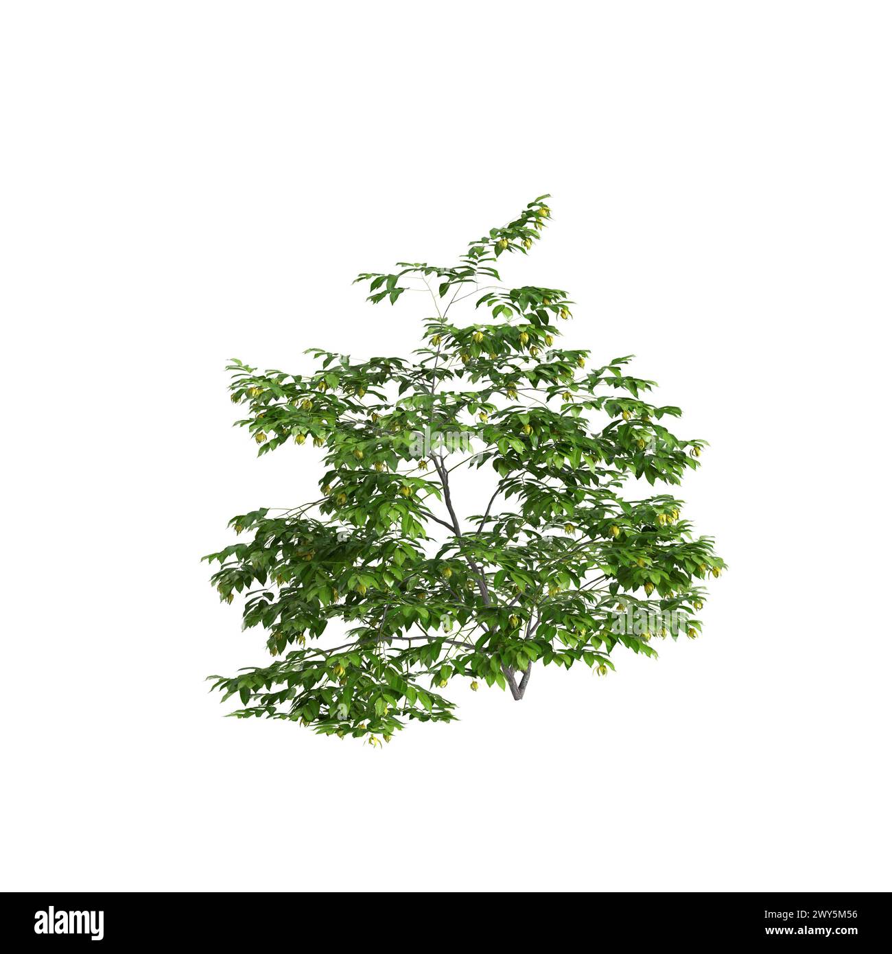 3d illustration of set Saraca asoca tree isolated on black background ...