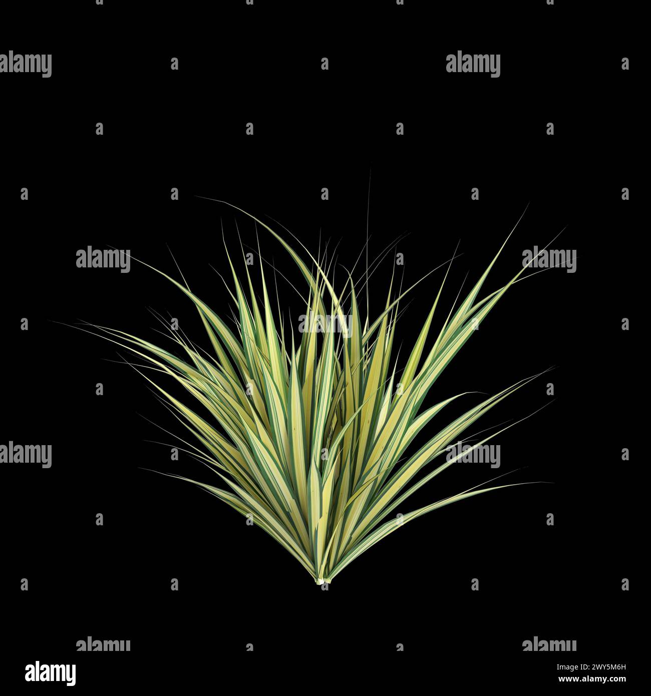 3d illustration of Pandanus baptistii Variegata bush isolated on black ...