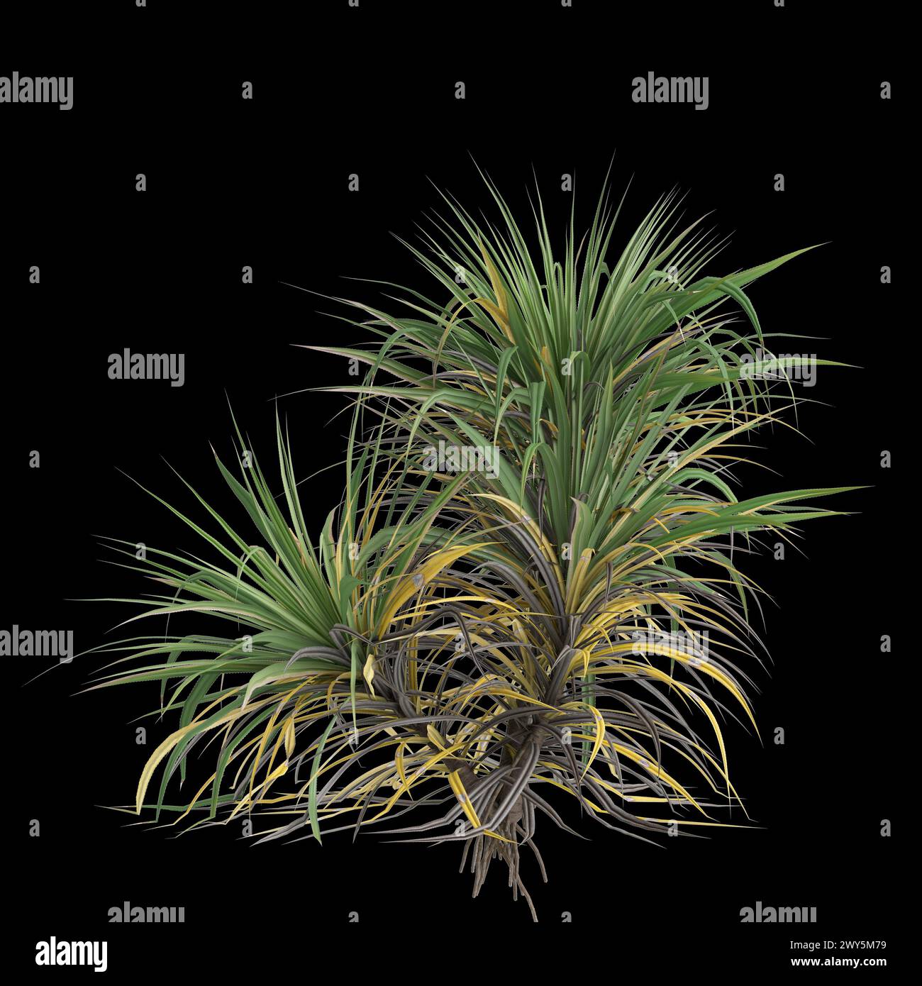 3d illustration of Pandanus amaryllifolius tree isolated on black ...