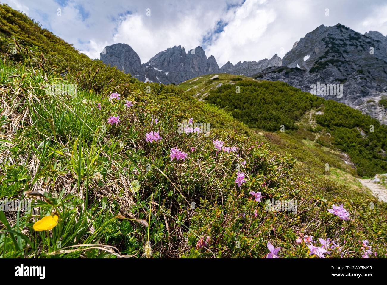 Alpenlandschaften - kleine violett blühende Bergblumen im Hochgebirge ...