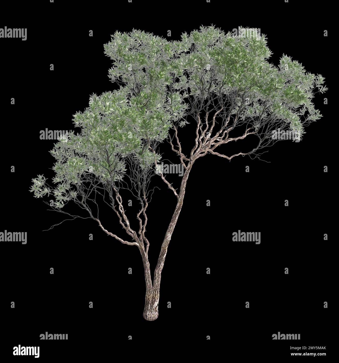 3d illustration of Melaleuca lanceolata tree isolated on black ...