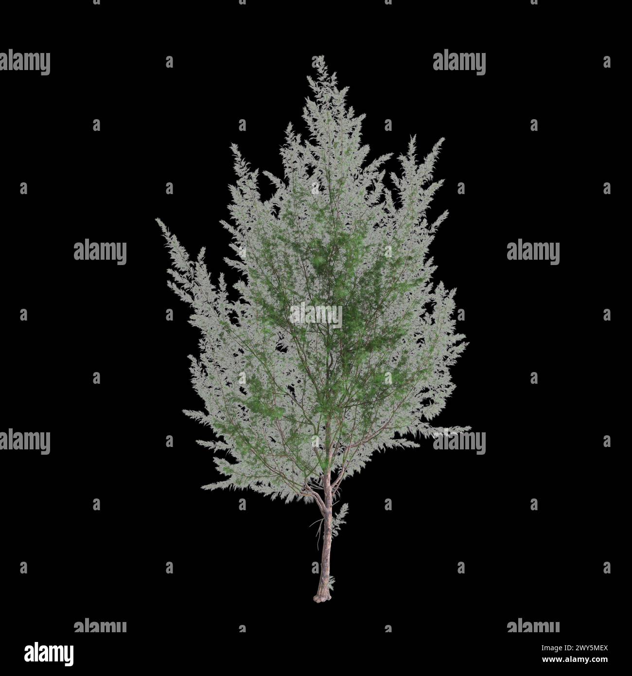 3d illustration of Casuarina equisetifolia tree isolated on black ...