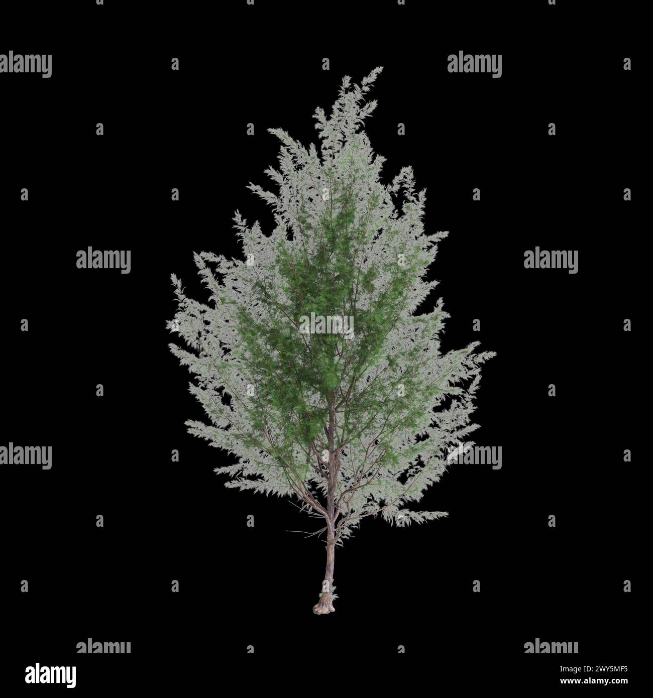 3d illustration of Casuarina equisetifolia tree isolated on black ...