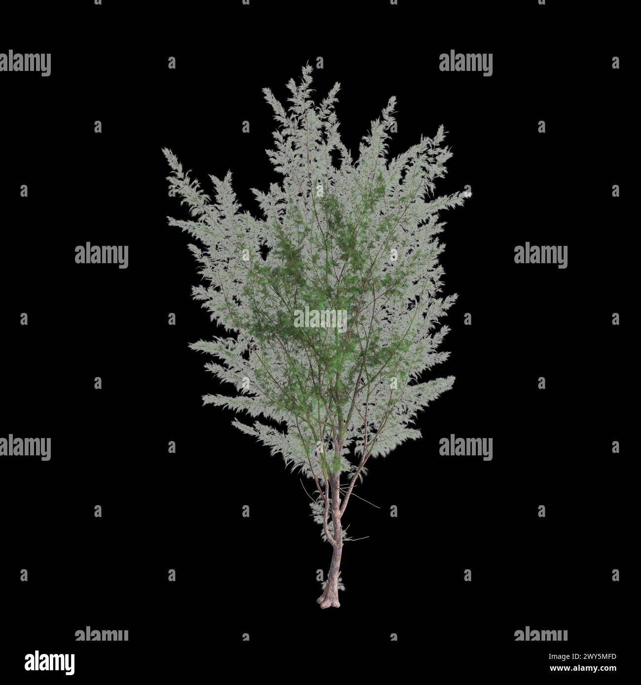 3d illustration of Casuarina equisetifolia tree isolated on black ...