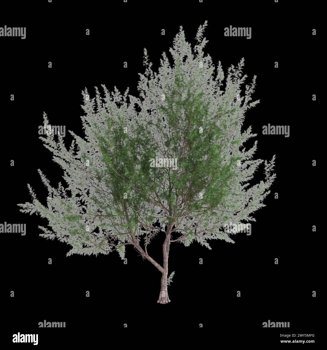 3d illustration of Casuarina equisetifolia tree isolated on black ...