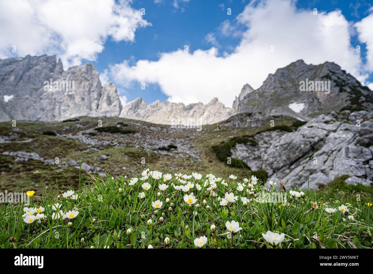 Baumgrenze landschaft hi-res stock photography and images - Alamy