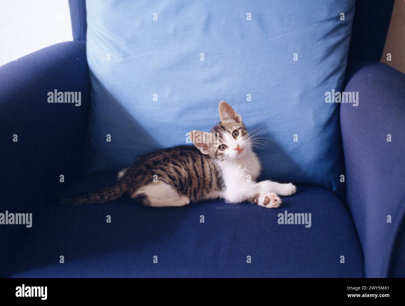 Gatos posando hi-res stock photography and images - Alamy