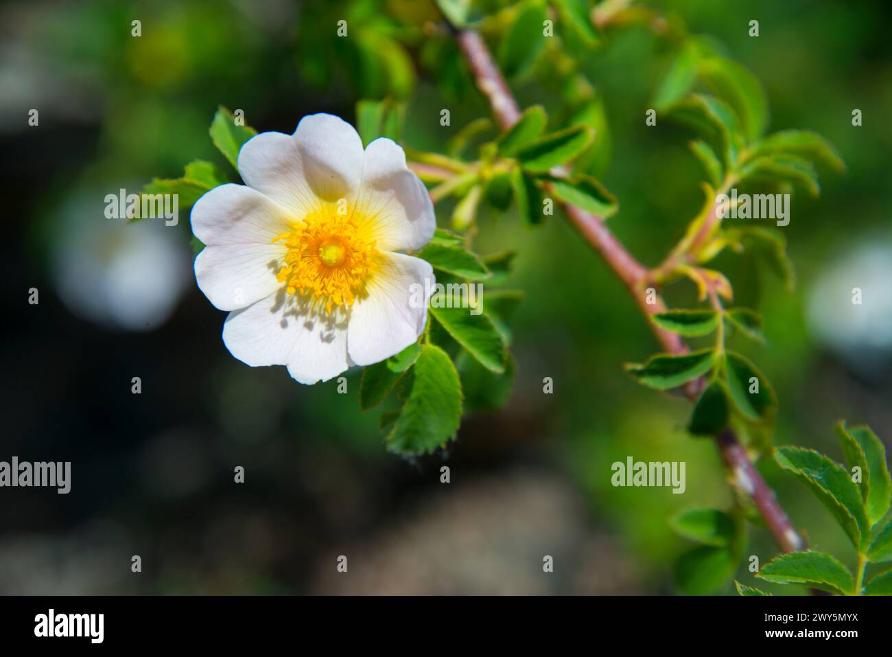 Rose flo hi-res stock photography and images - Alamy