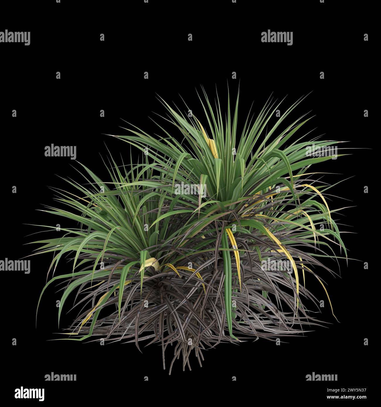 3d illustration of Pandanus amaryllifolius tree isolated on black ...