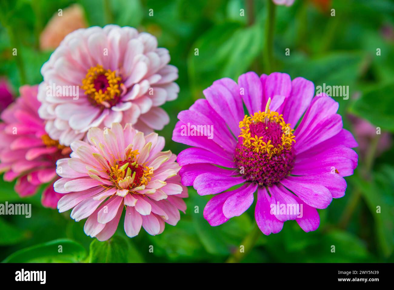 Flor zinnia flor hi-res stock photography and images - Alamy