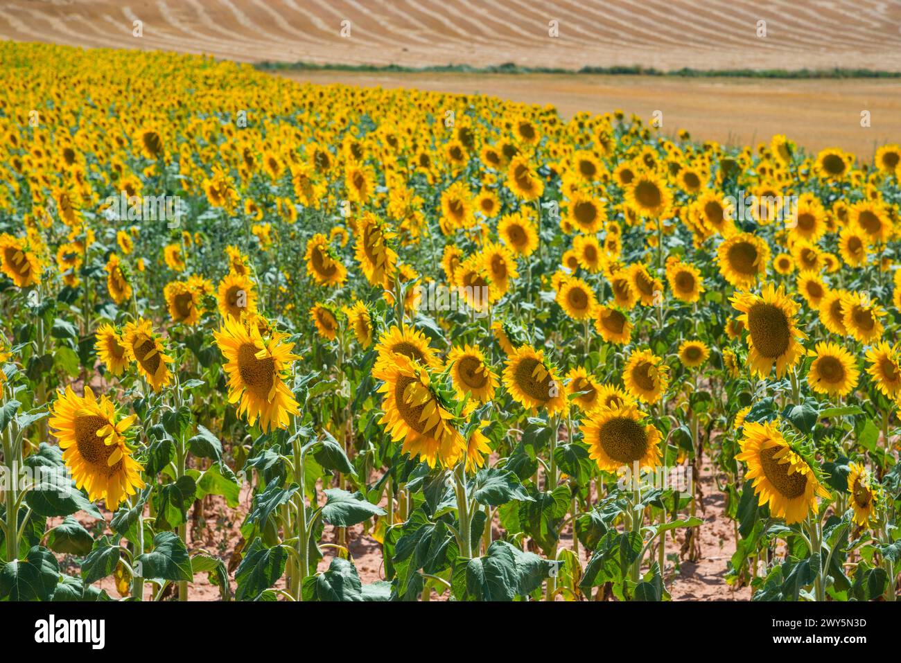 Paisaje concepto horizontal hi-res stock photography and images - Alamy