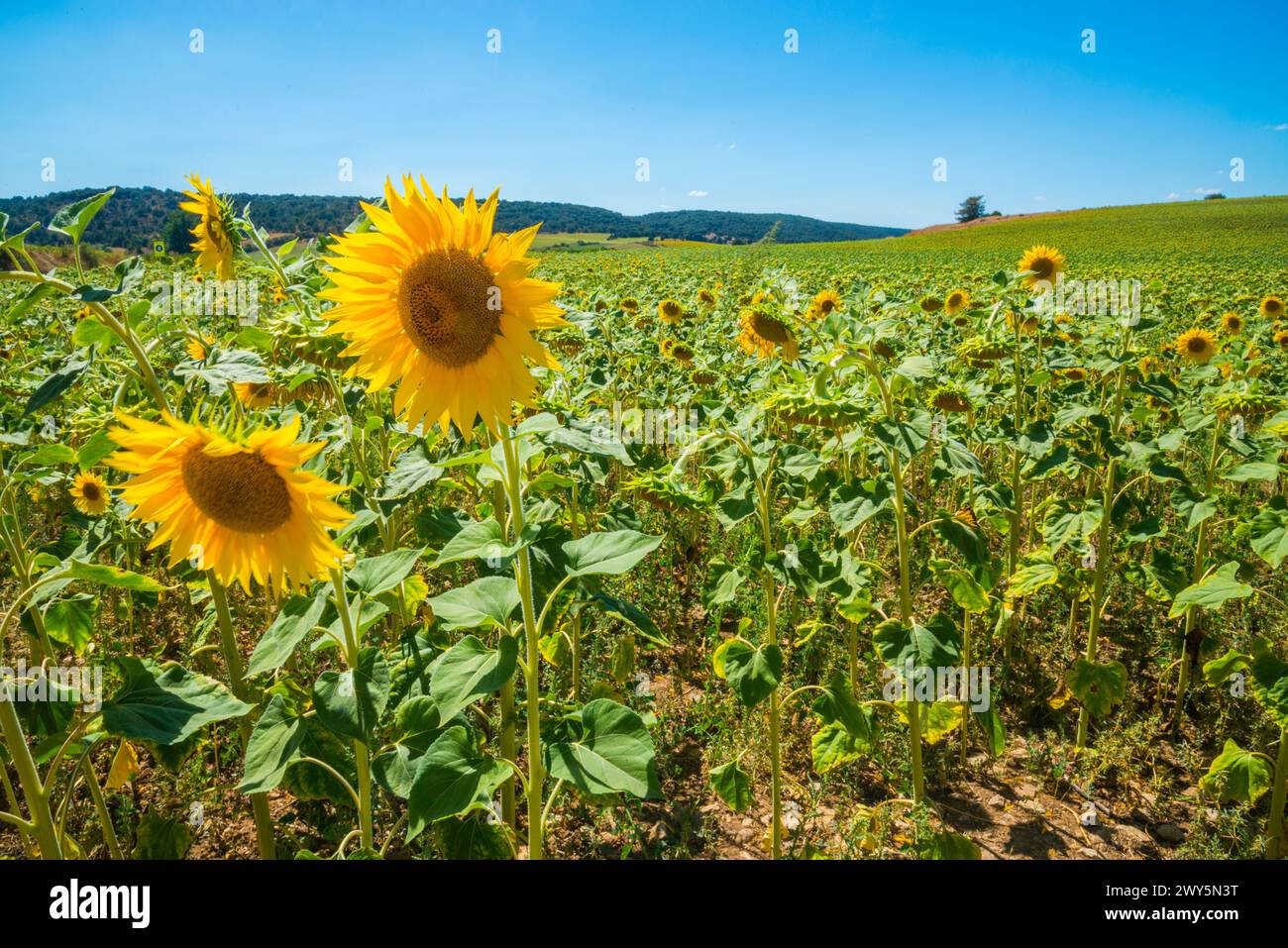 Girasoles helianthus annuus hi-res stock photography and images - Alamy