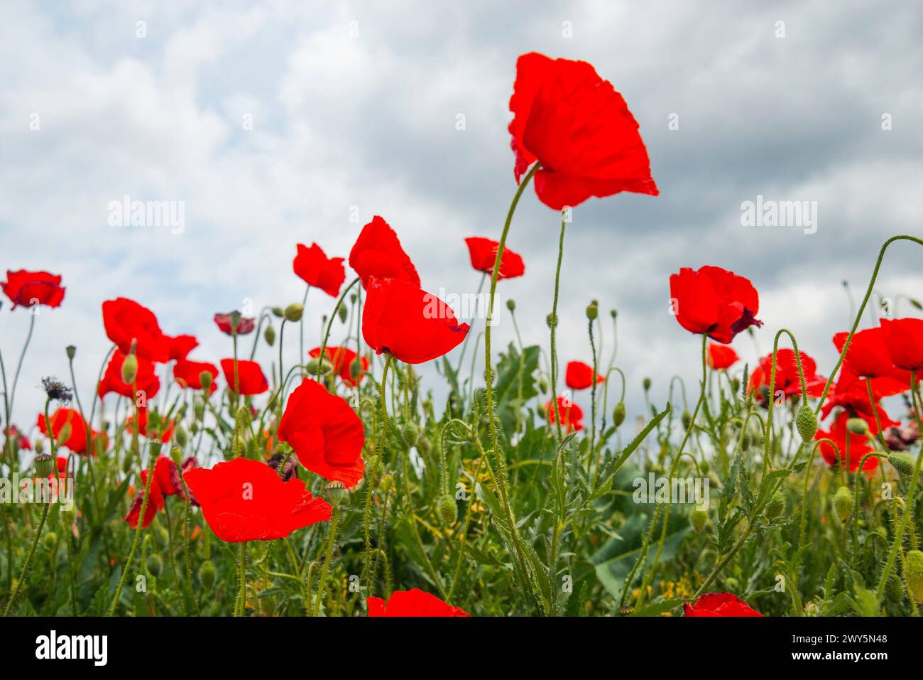 Poppy view hi-res stock photography and images - Alamy