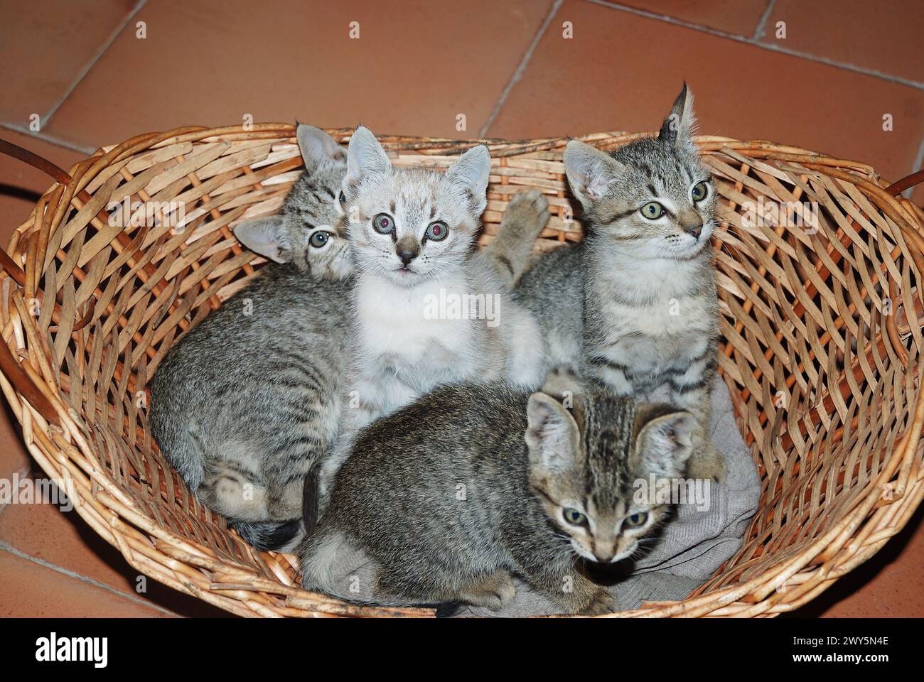 Four cat kittens basket hi-res stock photography and images - Alamy