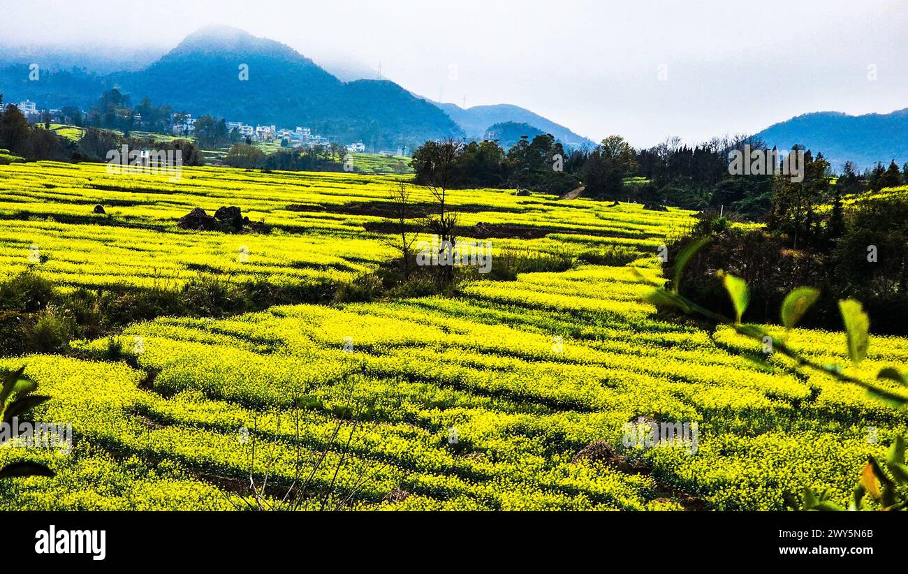 Vietnamese hills greenery hi-res stock photography and images - Alamy