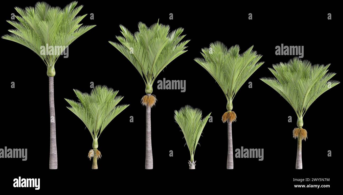 3d illustration of set Rhopalostylis sapida tree isolated on black ...