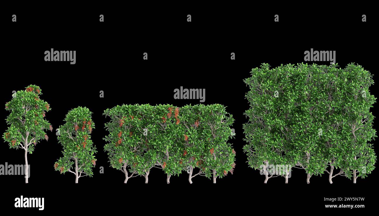 3d illustration of set Viburnum odoratissimum treeline isolated on ...